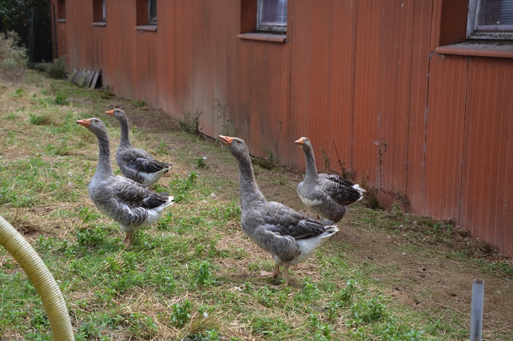 FERME DE CROIX EPARGE : Éleveur Producteur à ACIGNE